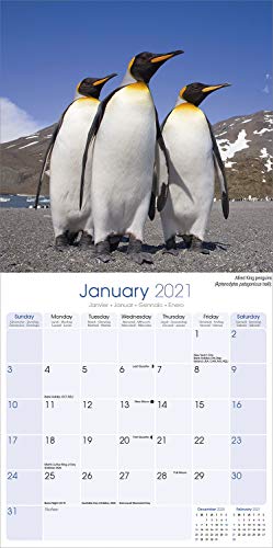 Penguin Calendar - Cute Animal Calendar - Calendars 2020 - 2021 Wall Calendars - Animal Calendar - Penguins 16 Month Wall Calendar by Avonside