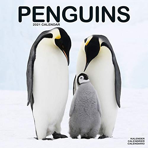 Penguin Calendar - Cute Animal Calendar - Calendars 2020 - 2021 Wall Calendars - Animal Calendar - Penguins 16 Month Wall Calendar by Avonside