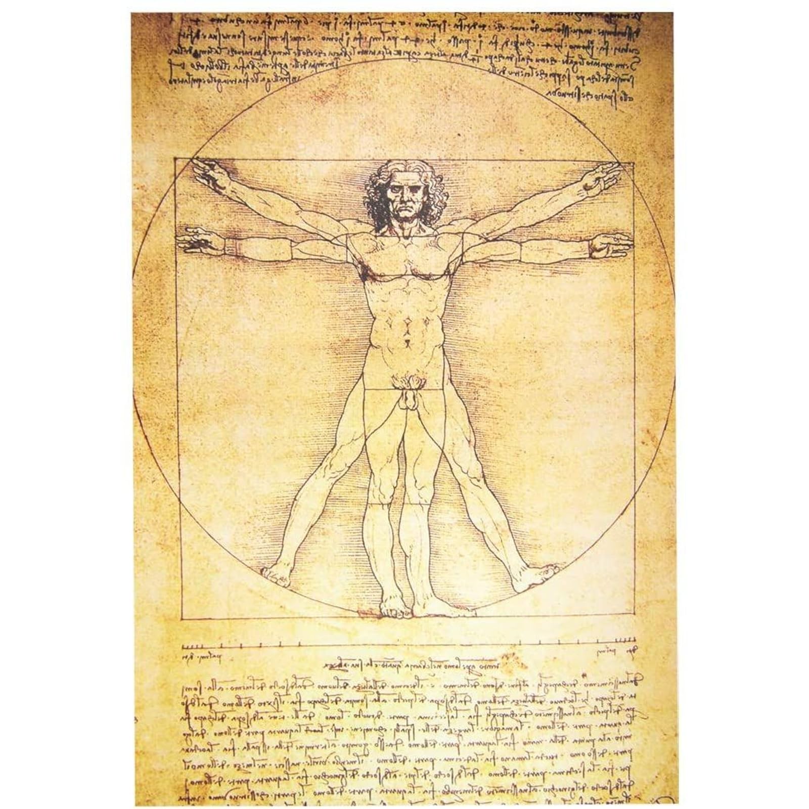 The Gifted Stationery Leonardo da Vinci Posters for Decorations (13 x 19 in, 20 Pack)