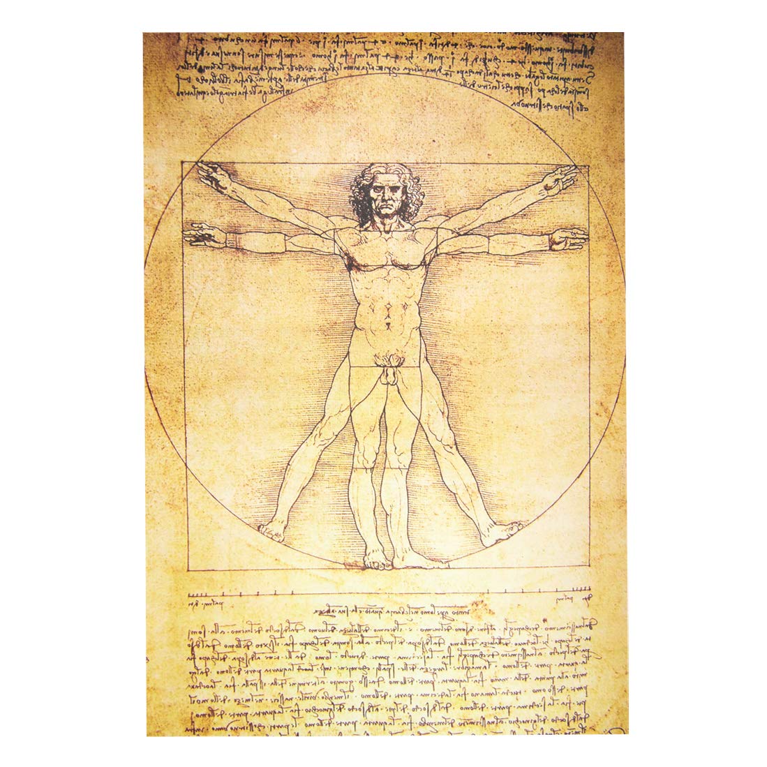 The Gifted Stationery Leonardo da Vinci Posters for Decorations (13 x 19 in, 20 Pack)
