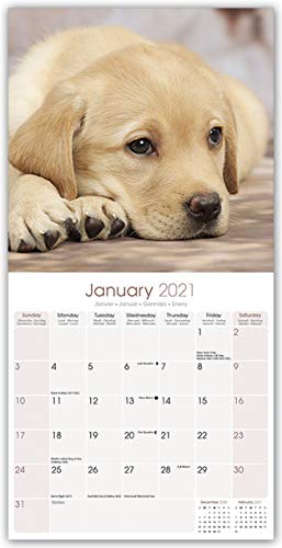 Lab Puppies Calendar - Yellow Labrador Retriever Puppies - Dog Breed Calendars - 2020 - 2021 wall calendars - 16 Month Calendar by Avonside