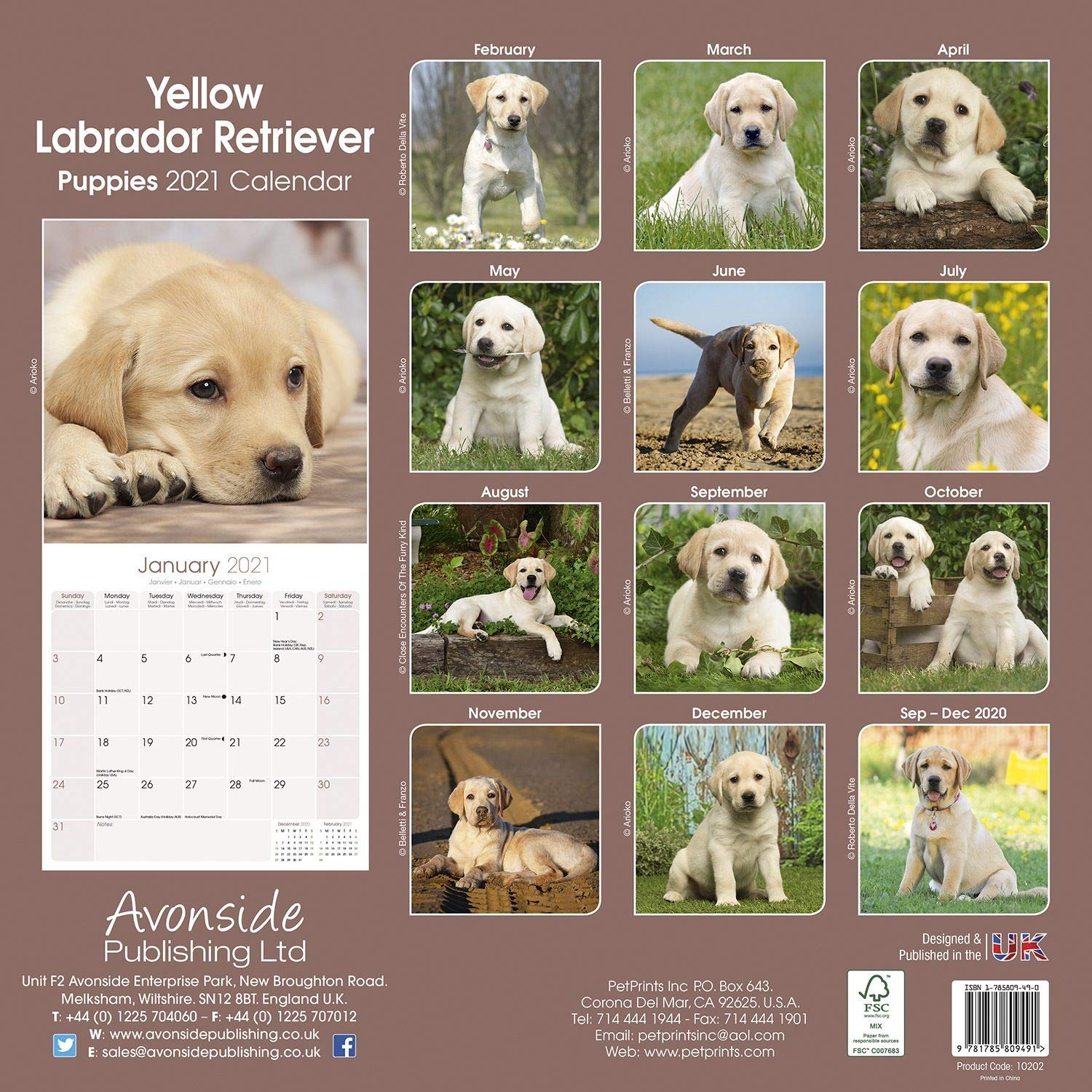 Lab Puppies Calendar - Yellow Labrador Retriever Puppies - Dog Breed Calendars - 2020 - 2021 wall calendars - 16 Month Calendar by Avonside