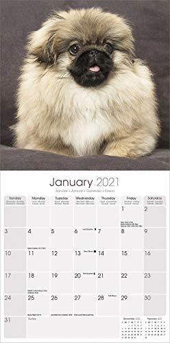 Pekingese Calendar - Dog Breed Calendars - 2020 - 2021 wall calendars - 16 Month by Avonside