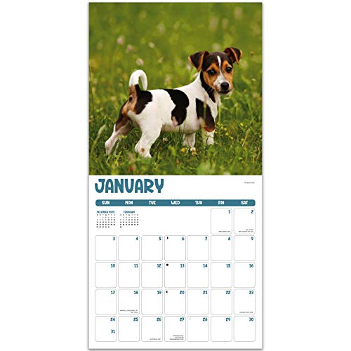 Puppies 2021 Wall Calendar