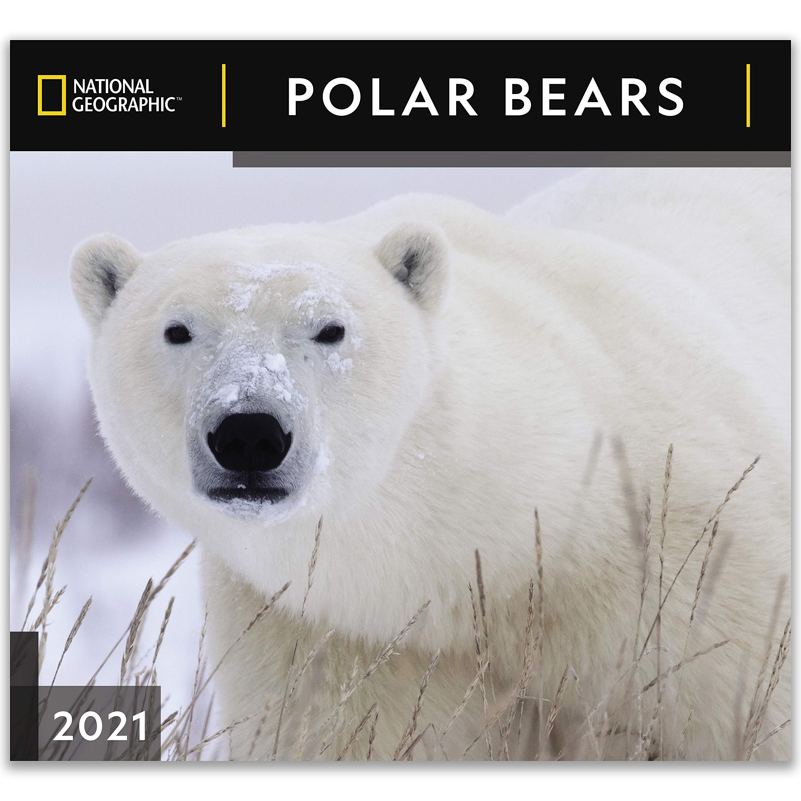 National Geographic Polar Bears 2021 Wall Calendar