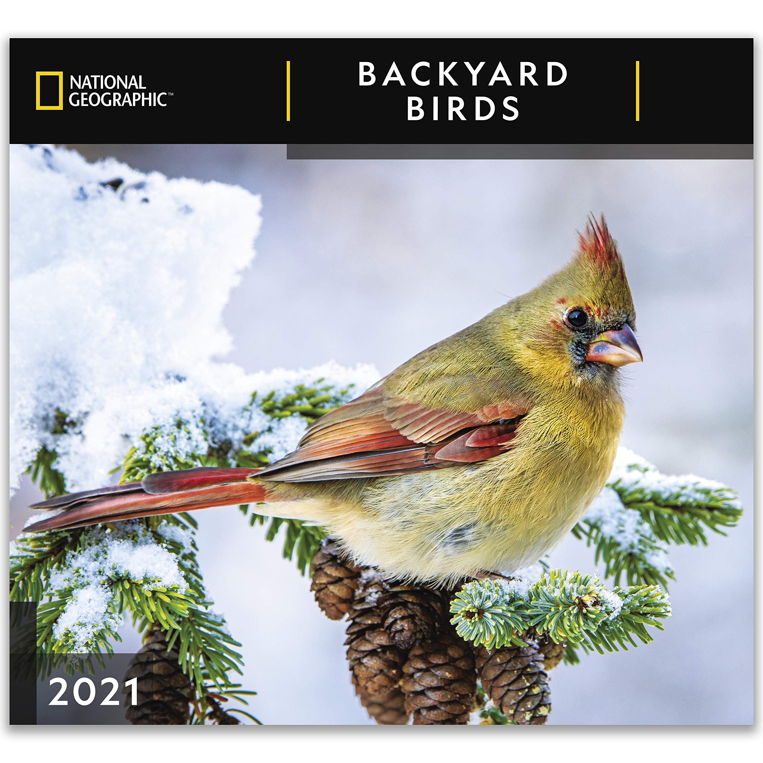 National Geographic Backyard Birds 2021 Wall Calendar