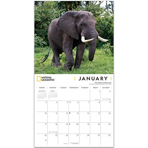National Geographic Elephants 2021 Wall Calendar