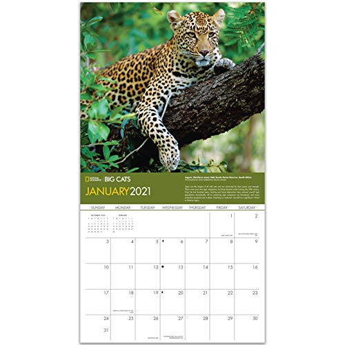 National Geographic Big Cats 2021 Wall Calendar