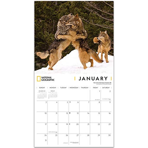 National Geographic Wolves 2021 Wall Calendar