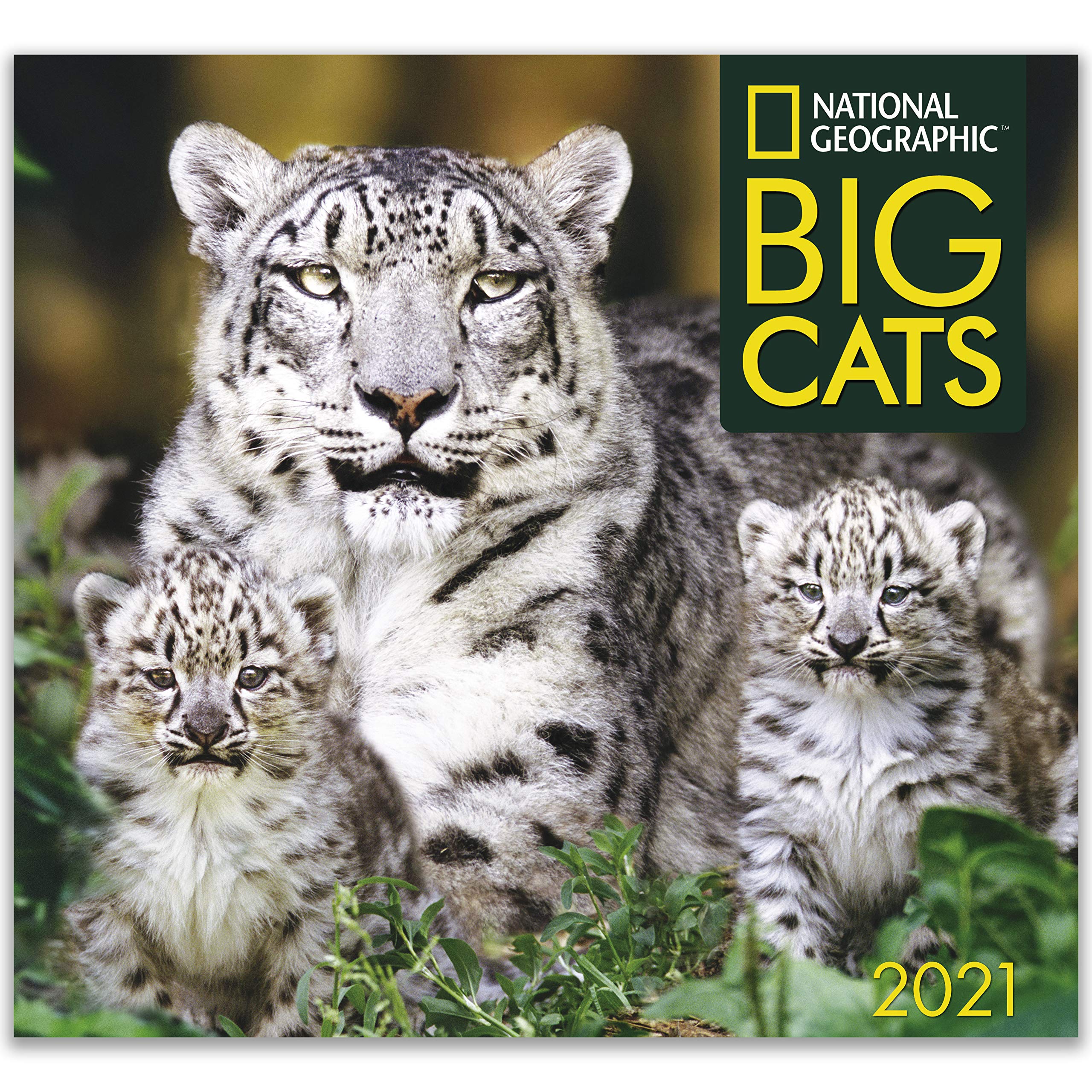 National Geographic Big Cats 2021 Wall Calendar
