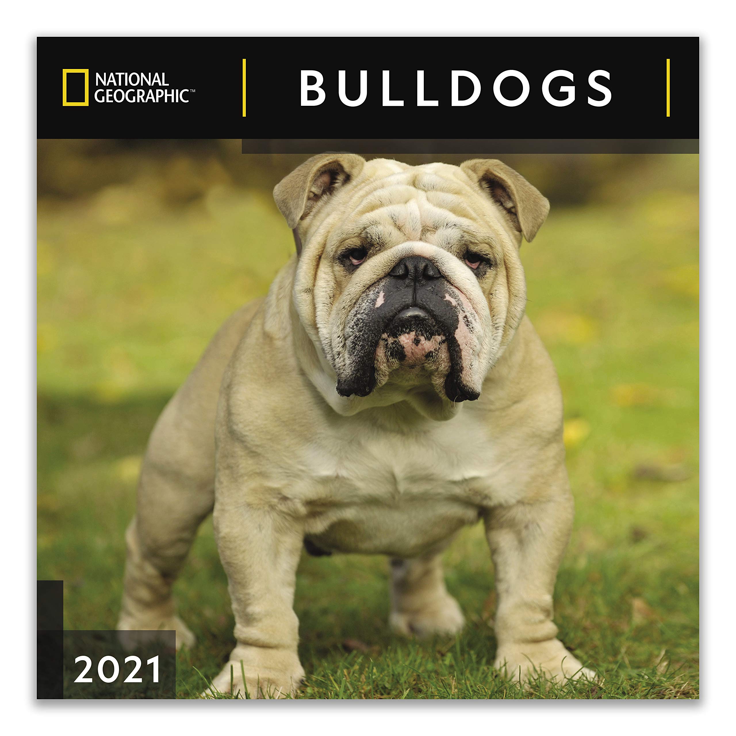 National Geographic Bulldogs 2021 Wall Calendar