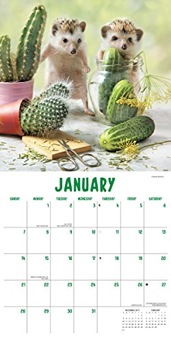 Hedgehogs 2018 Wall Calendar