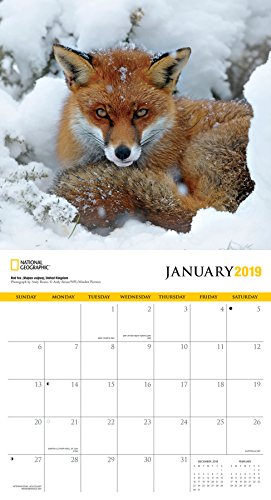 National Geographic Foxes 2019 Wall Calendar