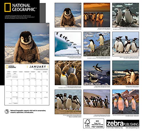 National Geographic Penguins 2020 Wall Calendar