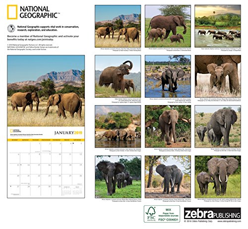 National Geographic Elephants 2019 Wall Calendar