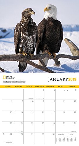 National Geographic Eagles 2019 Wall Calendar