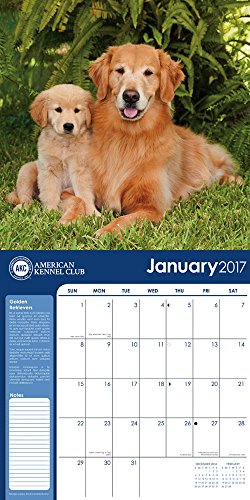 American Kennel Club Golden Retrievers 2017 Wall Calendar