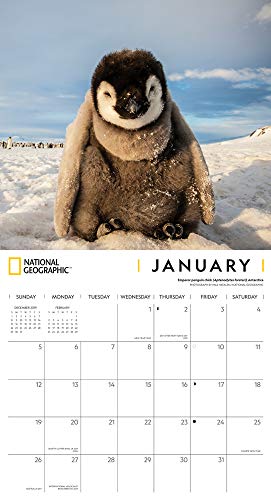 National Geographic Penguins 2020 Wall Calendar