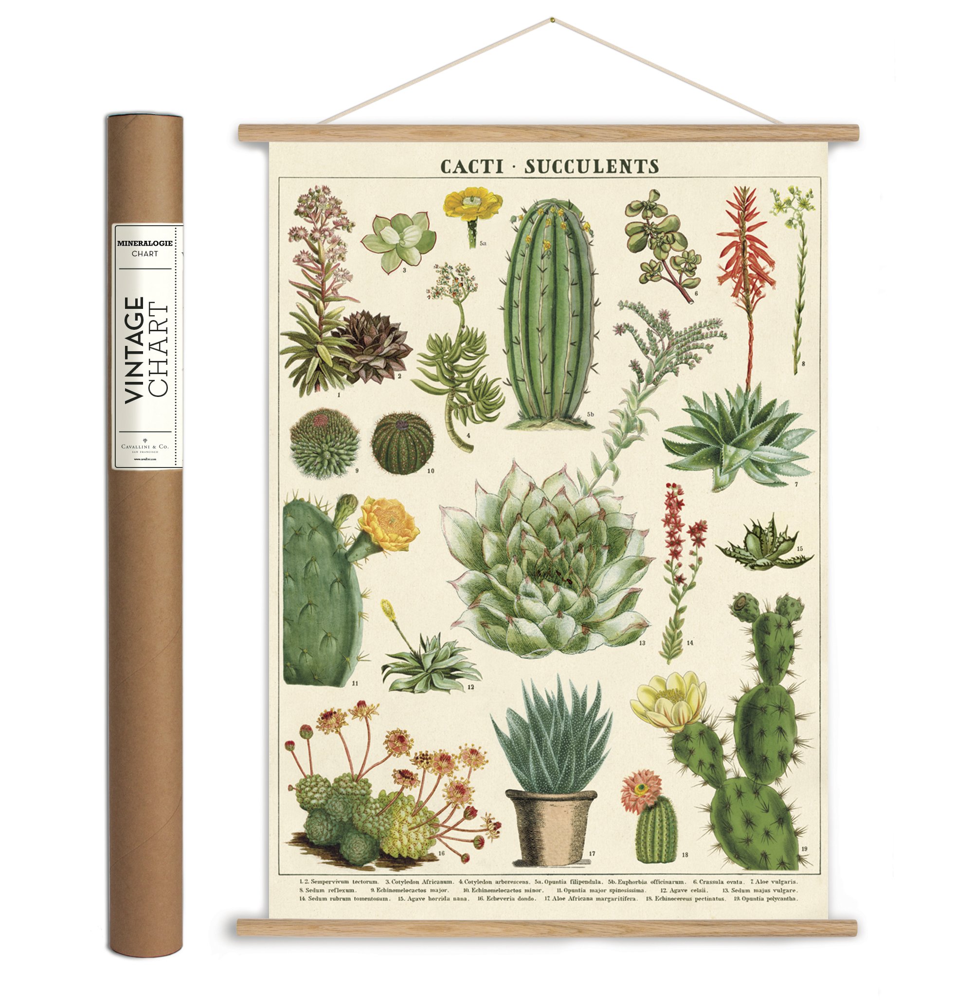 HeyMillion Succulents Vintage Wall DĂŠcor, Multicolor