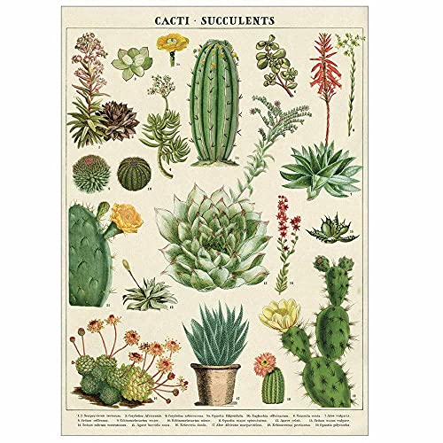Cavallini Decorative Paper - Cacti & Succulents 20"x28" Sheet Decorative Paper - Cacti & Succulents 20"x28" Sheet