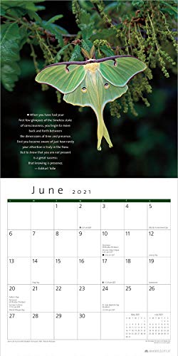 The Power of Now 2021 Wall Calendar: A Year of Inspirational Quotes