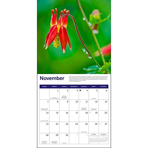 Wildflowers Wall Calendar 2021, Monthly January-December 12'' x 12"
