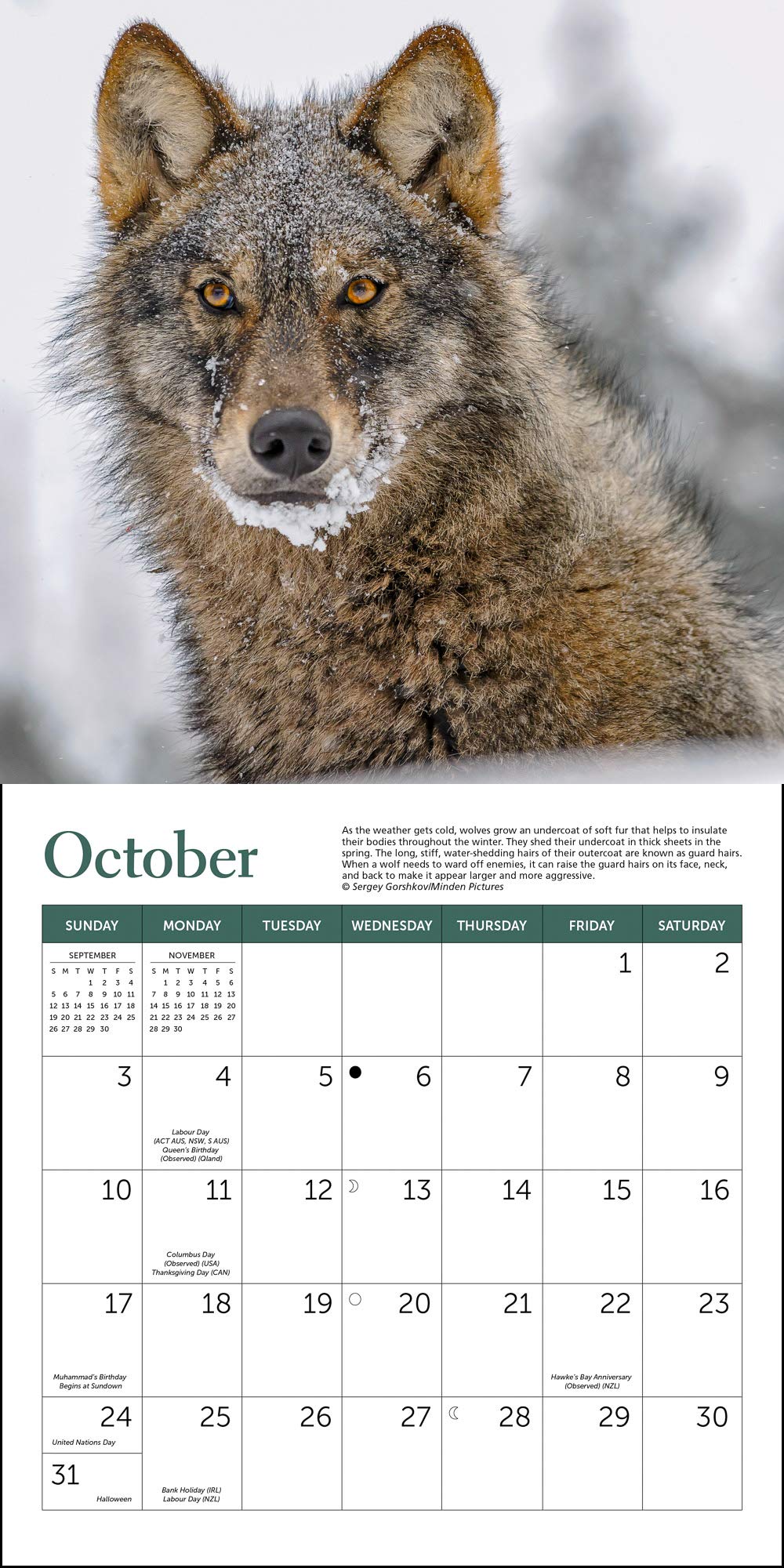 WWF Wolves Mini Wall Calendar 2021, 7" x 7"
