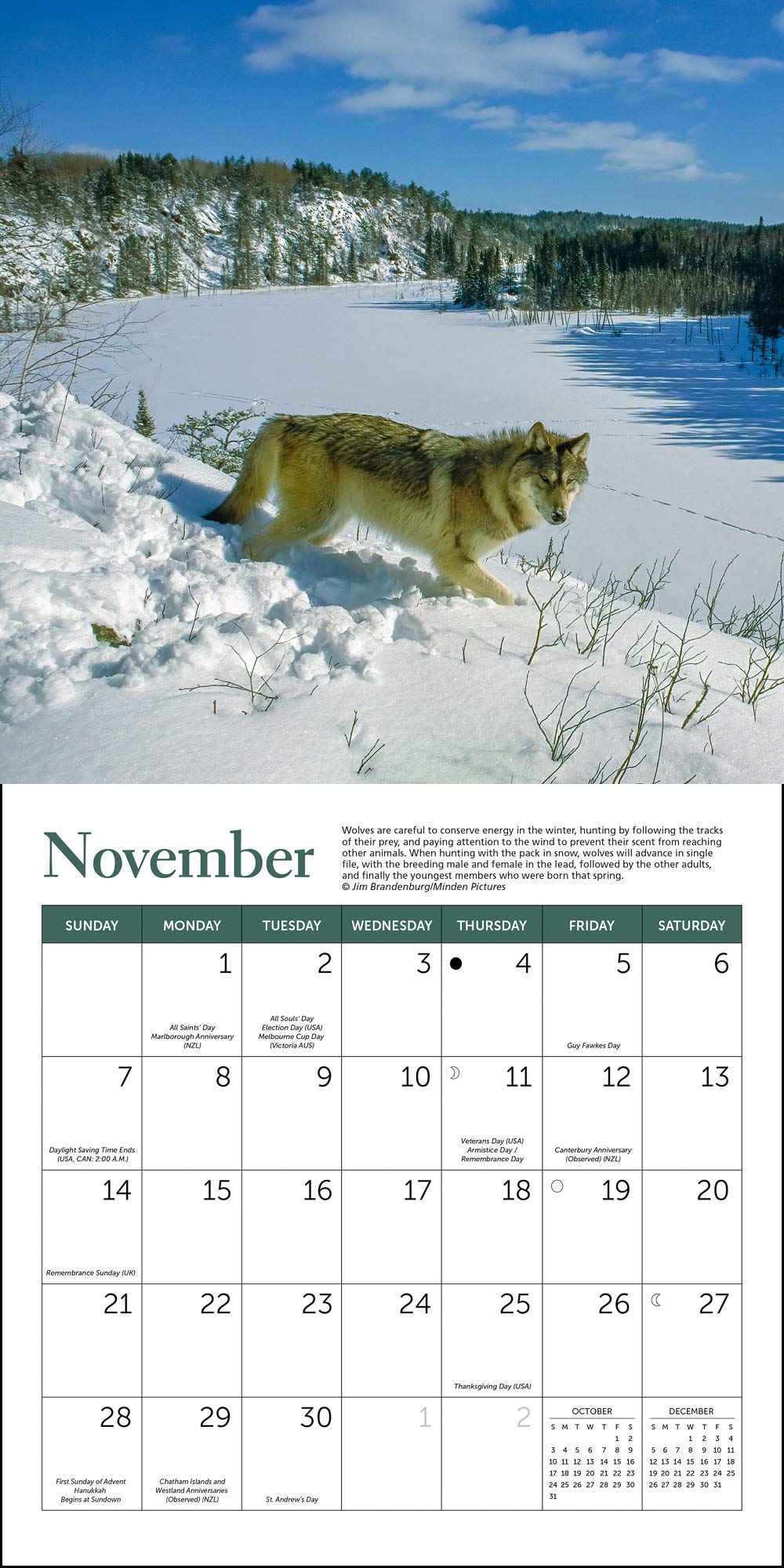 WWF Wolves Mini Wall Calendar 2021, 7" x 7"