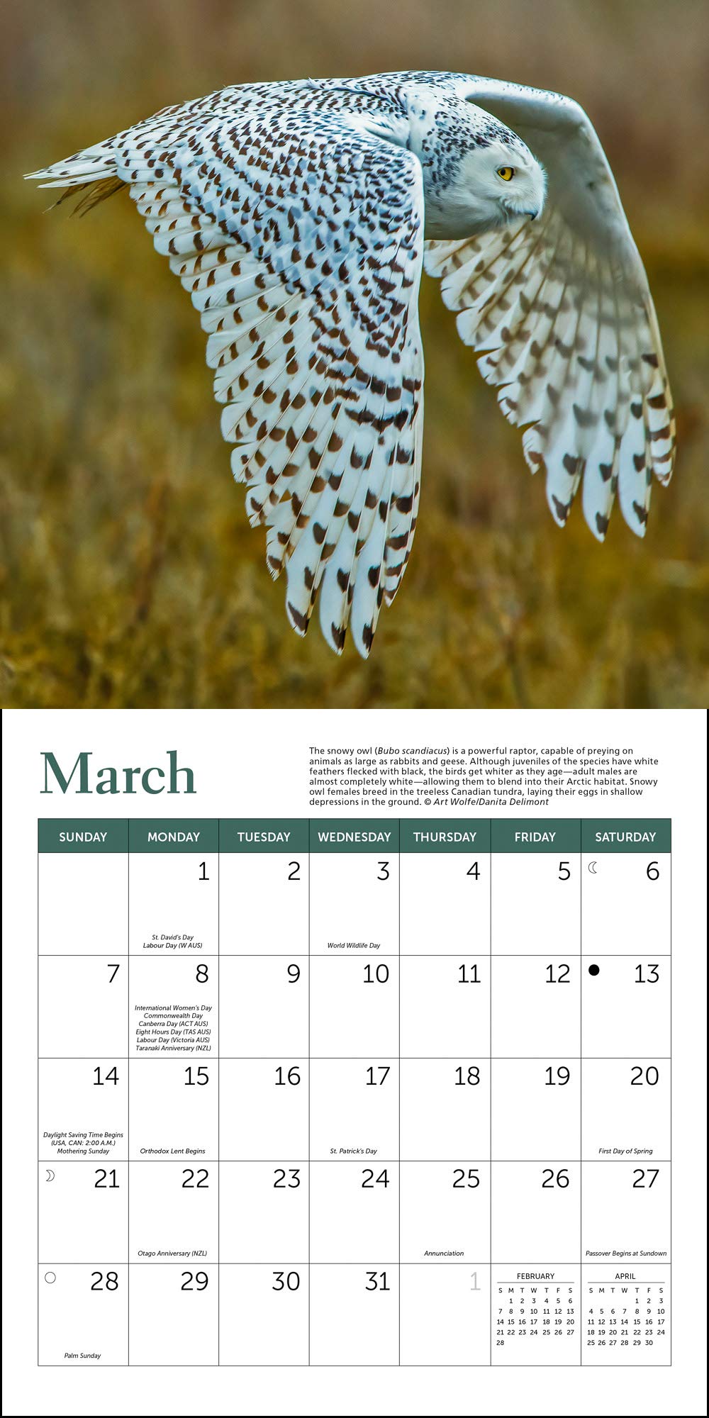 WWF Owls Mini Wall Calendar 2021, 7" x 7"