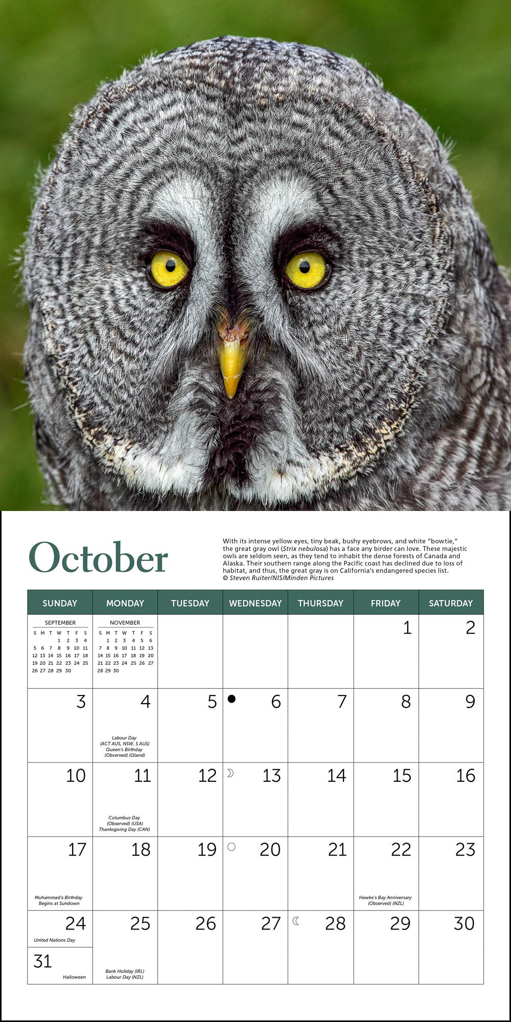 WWF Owls Mini Wall Calendar 2021, 7" x 7"