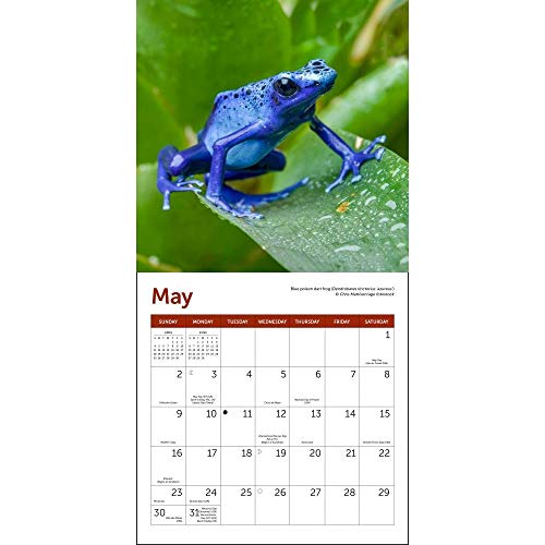 Frogs Mini Wall Calendar 2021, 7" x 7"