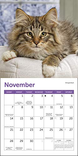 Cats Mini Wall Calendar 2021, 7" x 7"