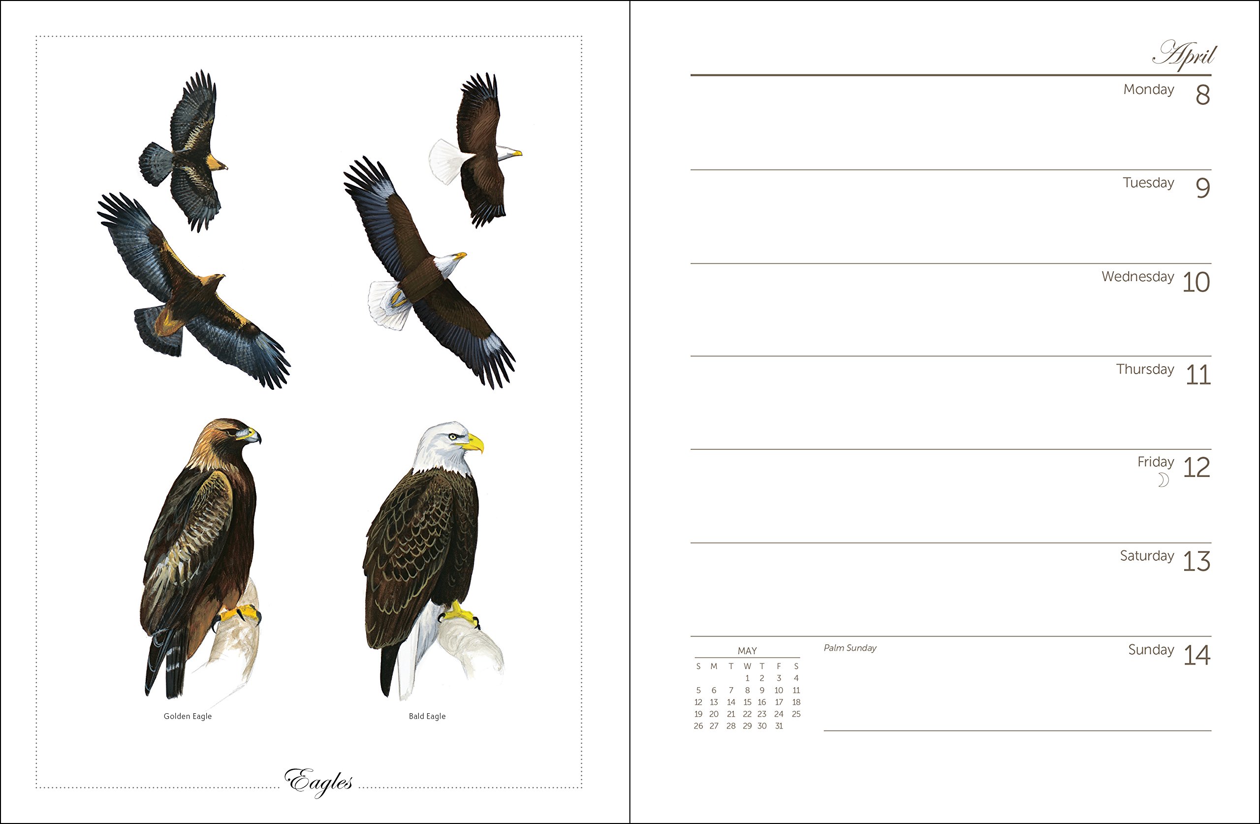 Sibley's Birds Weekly Engagement Calendar 2019 Planner 6.5" x 8.5" Spiral