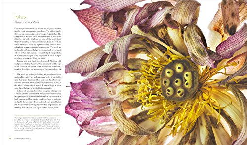 Seeing Seeds: A Journey into the World of Seedheads, Pods, and Fruit (Seeing Series)