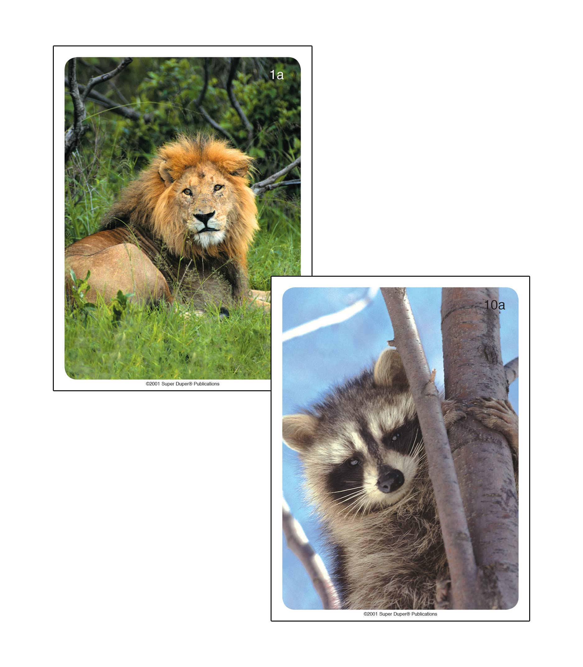 Super Duper Publications | Webber® Animals Photo Card Deck | Educational Learning Resource for Children