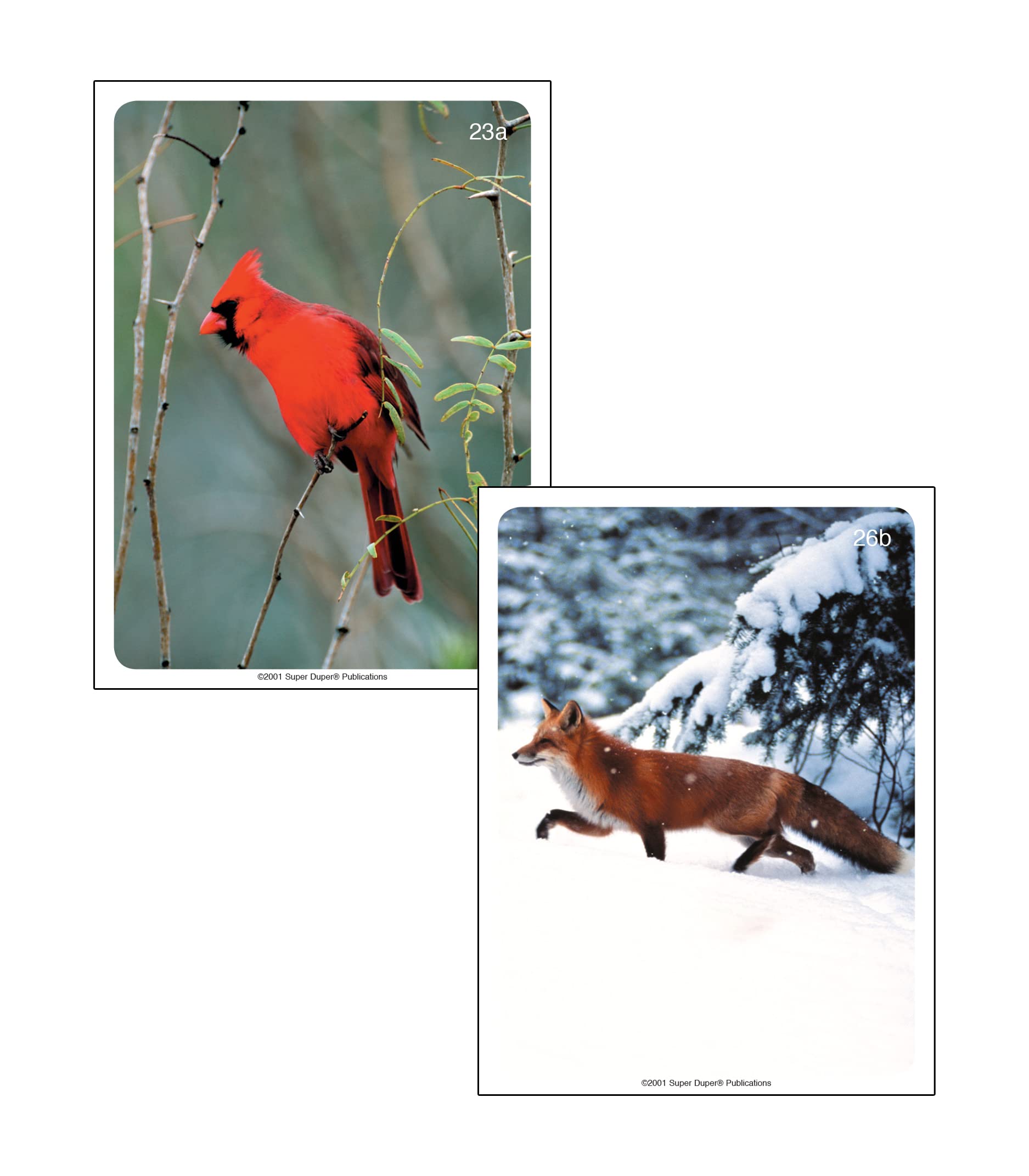 Super Duper Publications | Webber® Animals Photo Card Deck | Educational Learning Resource for Children