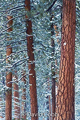 Sierra Club Engagement Calendar 2021
