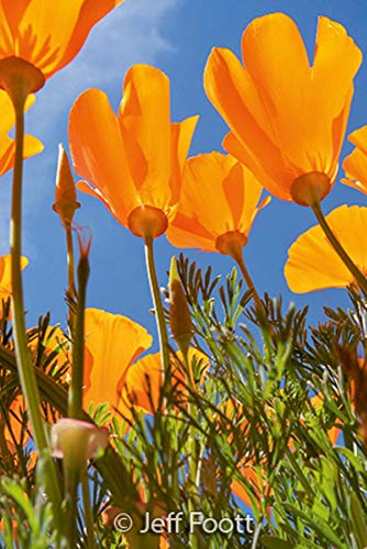 Sierra Club Engagement Calendar 2021