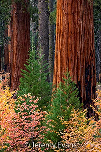 Sierra Club Engagement Calendar 2021