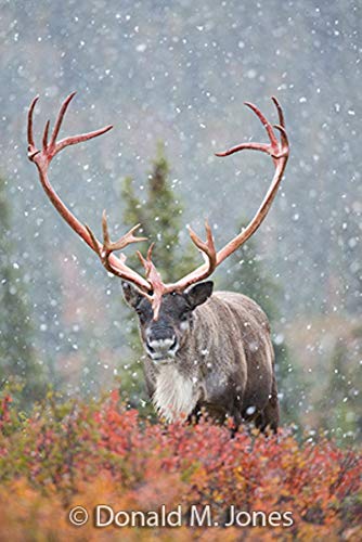 Sierra Club Engagement Calendar 2021