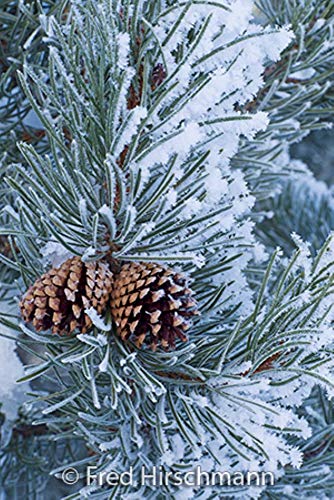 Sierra Club Engagement Calendar 2021