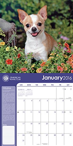 Chihuahuas American Kennel Club 2016 Wall Calendar