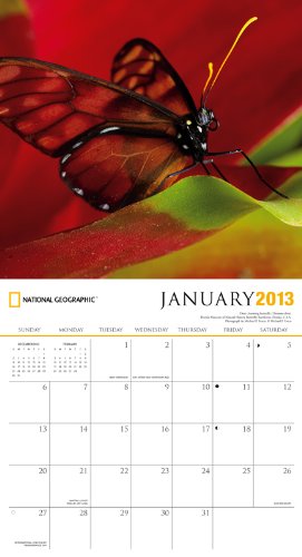National Geographic Butterflies 2013 Calendar