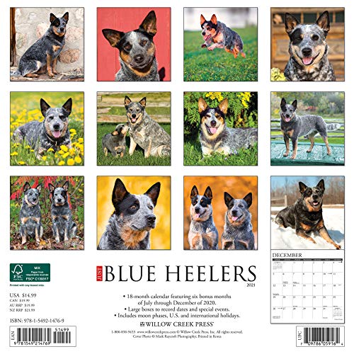 Just Blue Heelers 2021 Wall Calendar (Dog Breed Calendar)