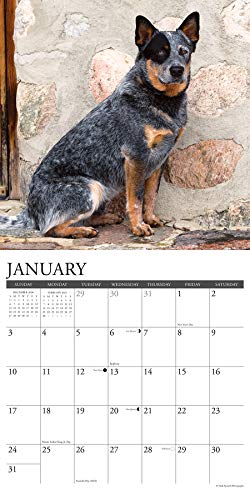 Just Blue Heelers 2021 Wall Calendar (Dog Breed Calendar)
