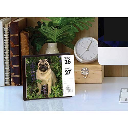 Just Pugs 2021 Box Calendar (Dog Breed Calendar)