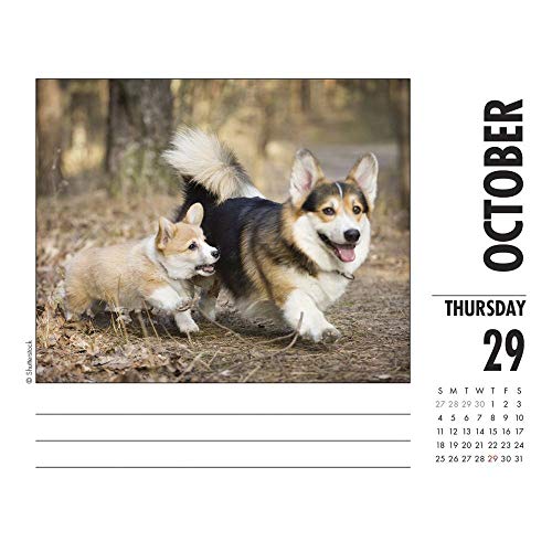 Just Corgis 2021 Box Calendar (Dog Breed Calendar)