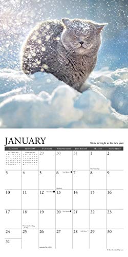 What Cats Teach Us 2021 Mini Wall Calendar