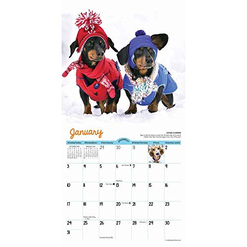 Crusoe the Celebrity Dachshund 2021 Mini Wall Calendar (Dog Breed Calendar)