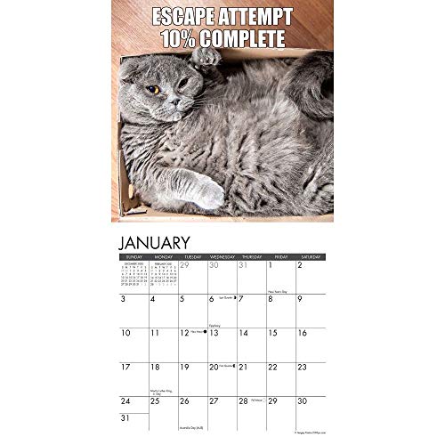 Cat-astrophe 2021 Mini Calendar